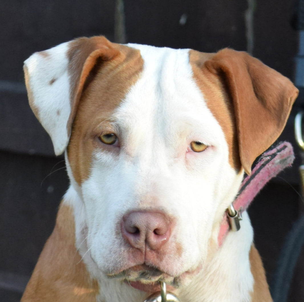 Available Puppies – Delaware Red Pitbulls