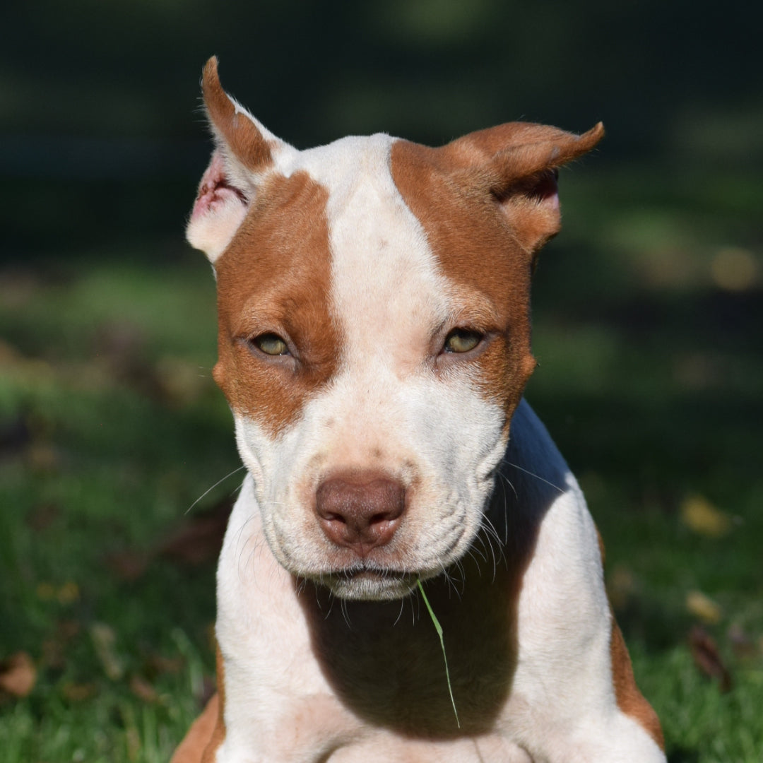 Red Tri Color Pitbulls