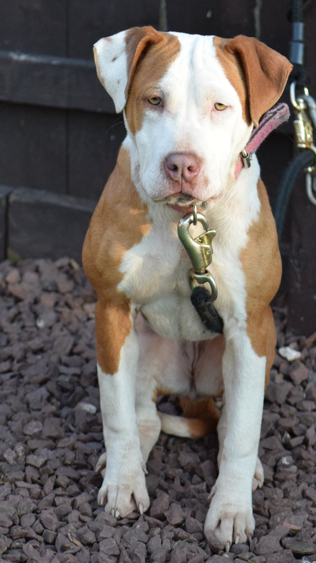 Available Puppies – Delaware Red Pitbulls