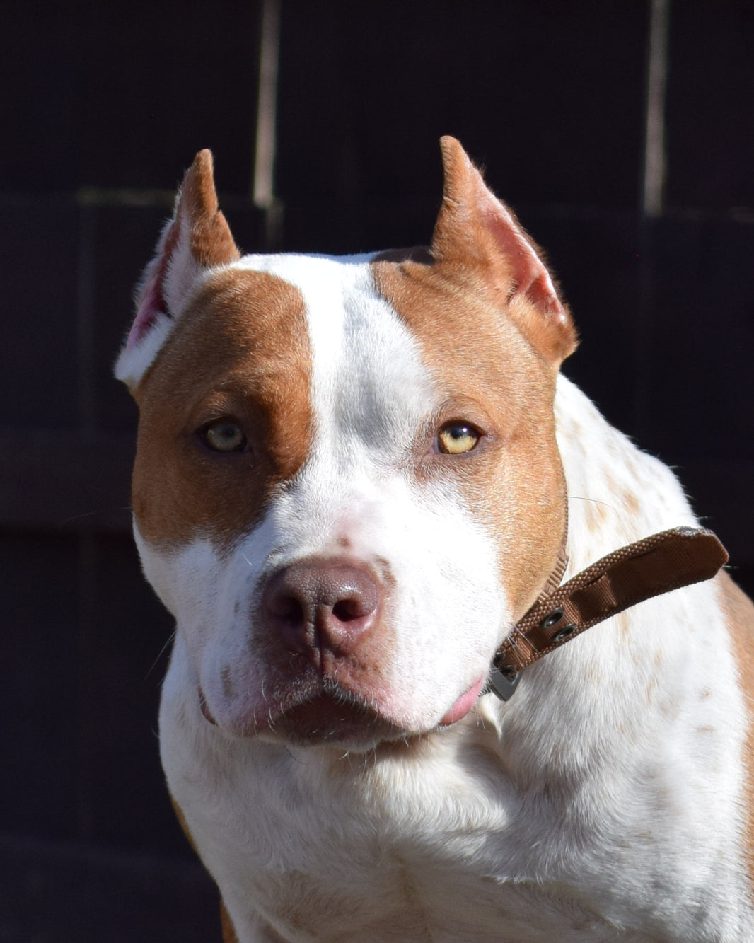 Available Puppies – Delaware Red Pitbulls