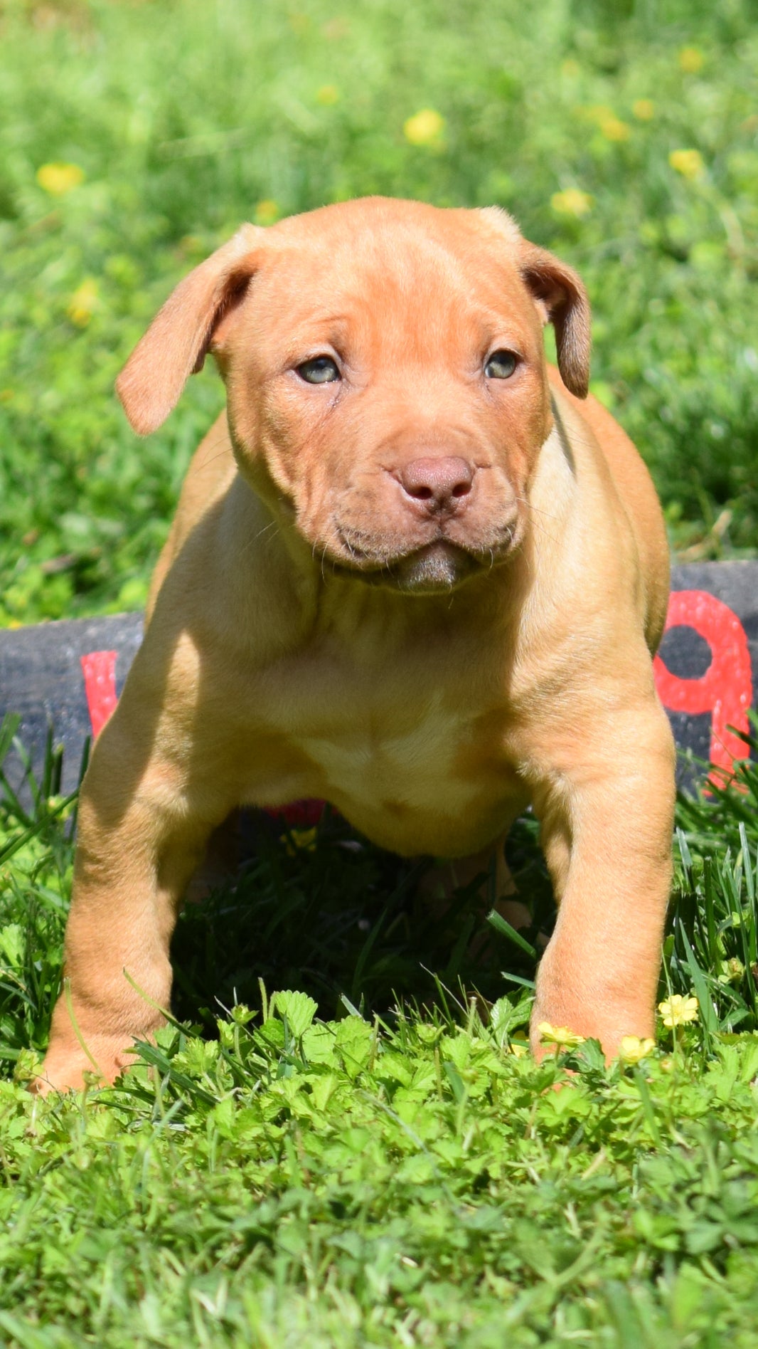 Available Puppies – Delaware Red Pitbulls