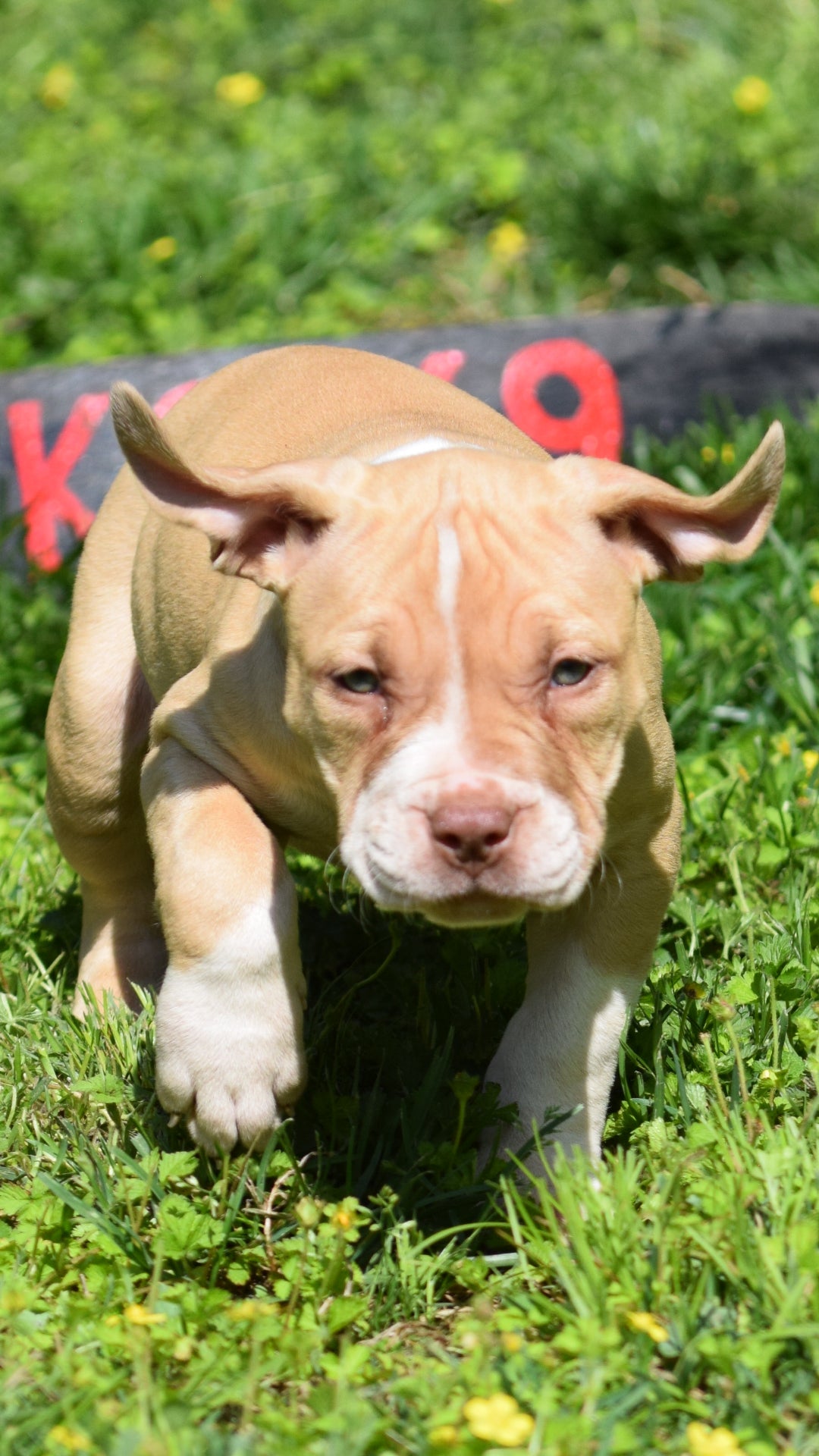 Available Puppies – Delaware Red Pitbulls