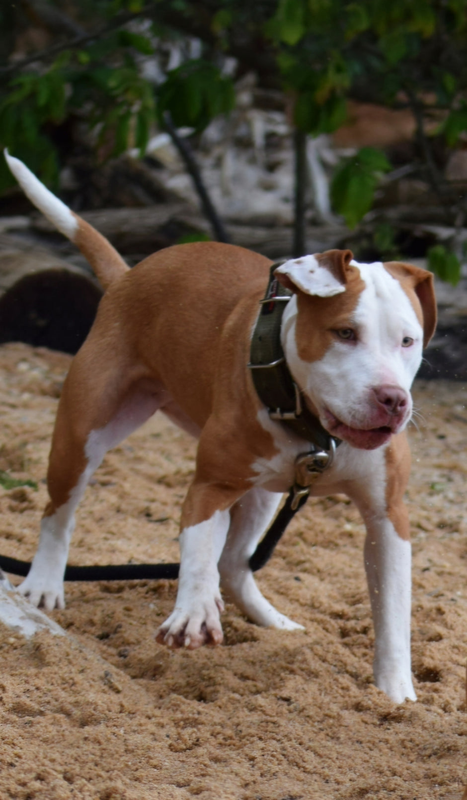 Available Puppies – Delaware Red Pitbulls