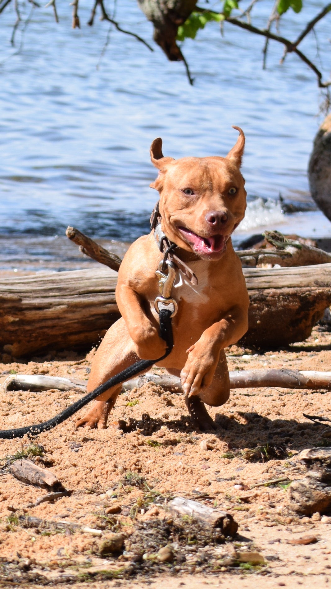 Available Puppies – Delaware Red Pitbulls