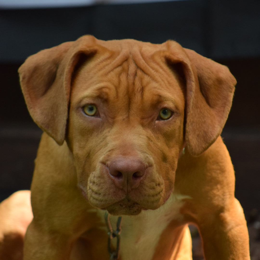 Available Puppies – Delaware Red Pitbulls