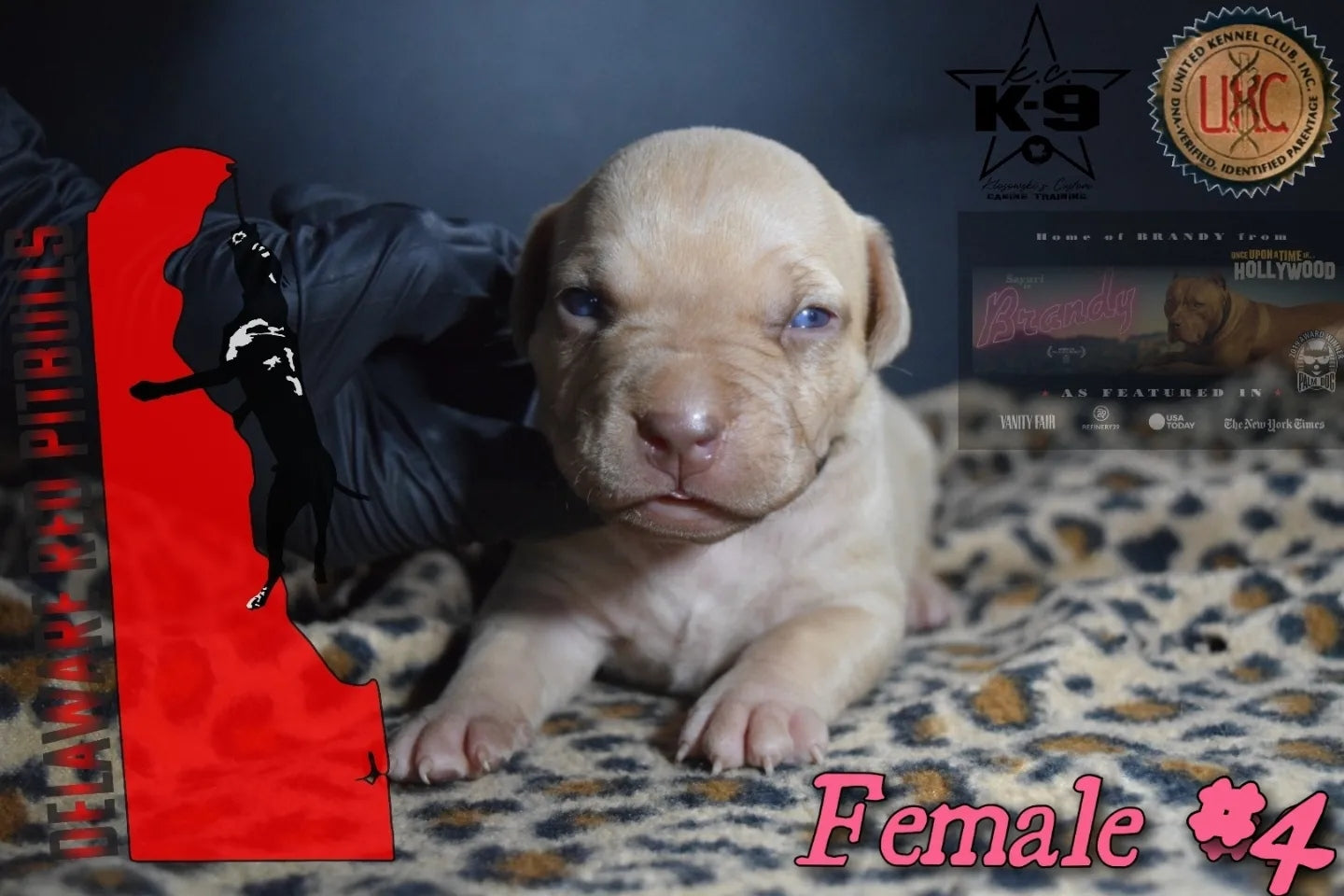 Delaware Red Pitbulls | Wilmington, DE 19810