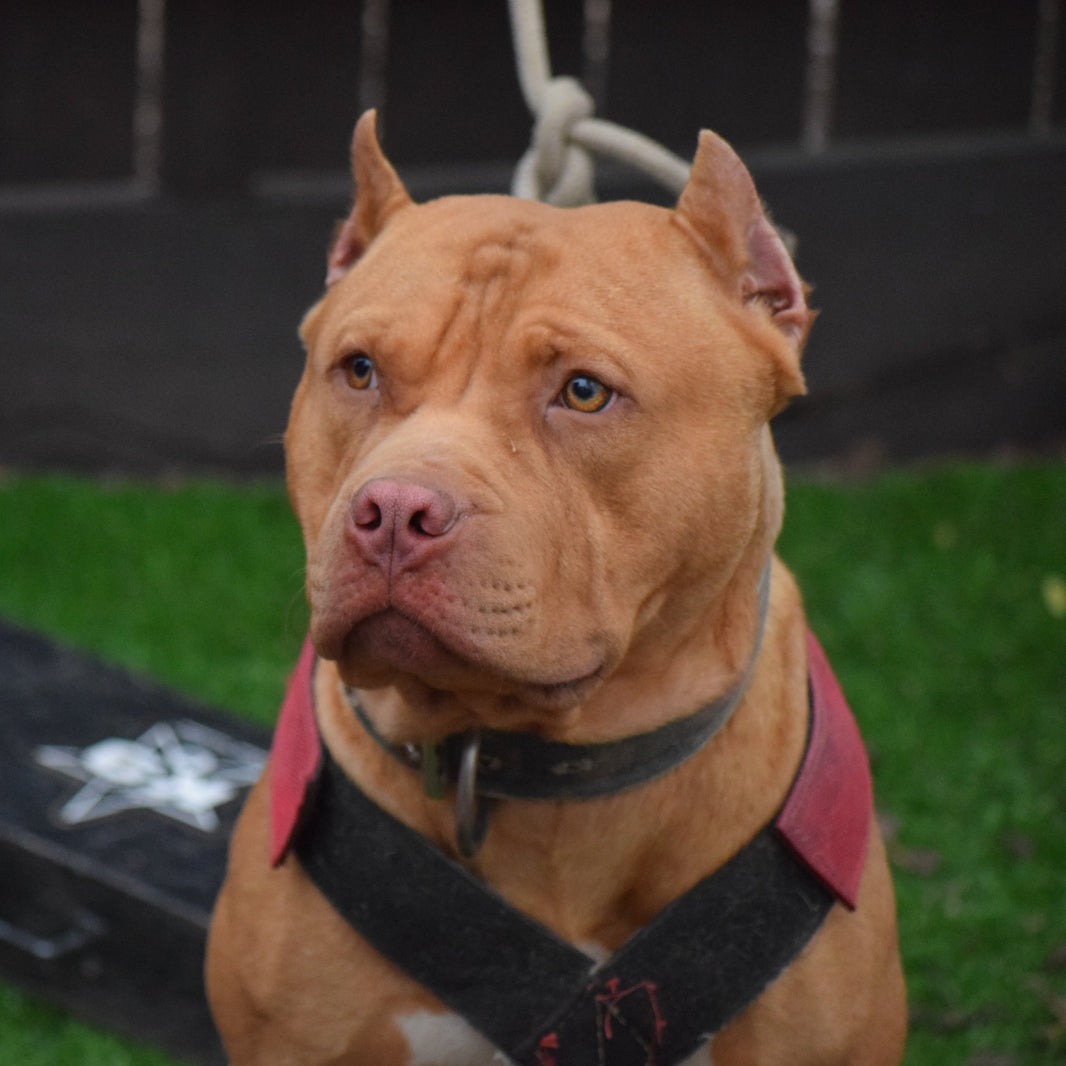 Available Puppies – Delaware Red Pitbulls