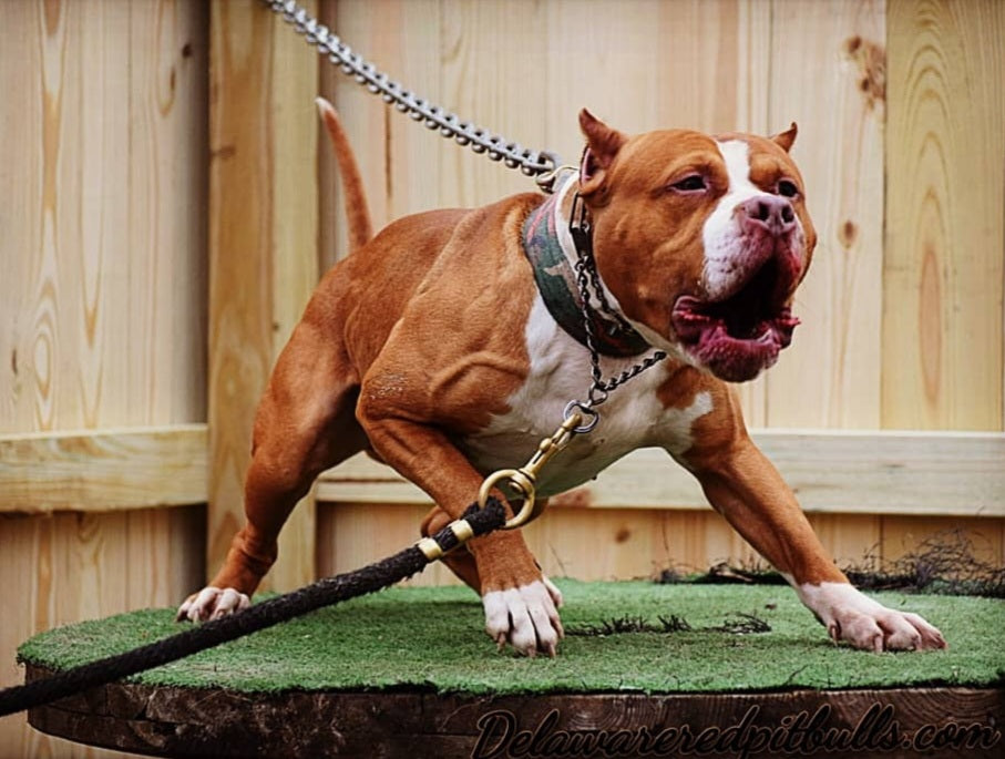 Dog For Hire - Cerberus "Klosowski Red Dog" – Delaware Red Pitbulls