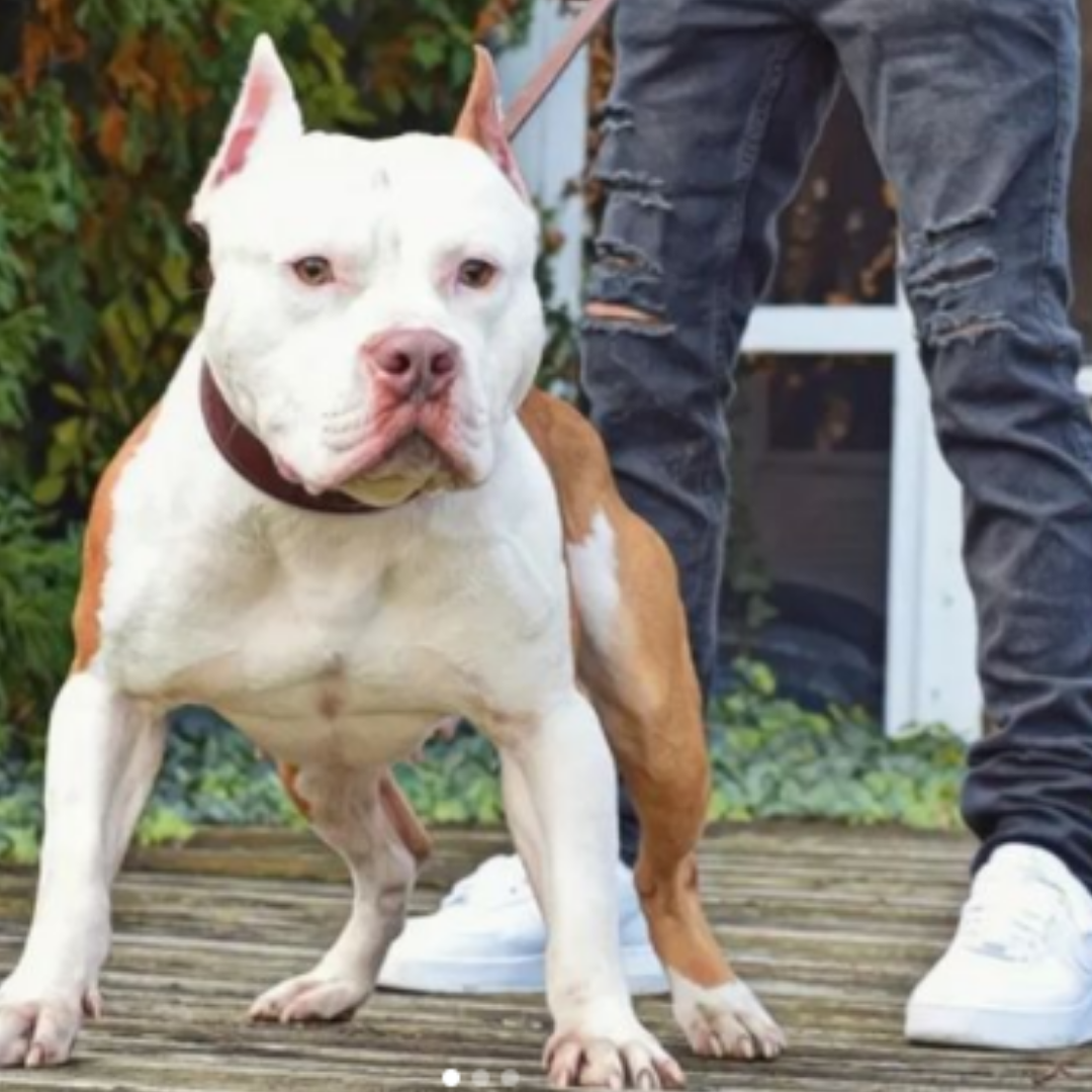 Dog For Hire - Boo Dog "The First Son of Brandy" – Delaware Red Pitbulls